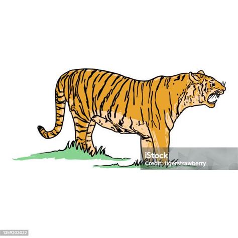 Tiger Roaring Drawing On White Background Illustration Of Angry