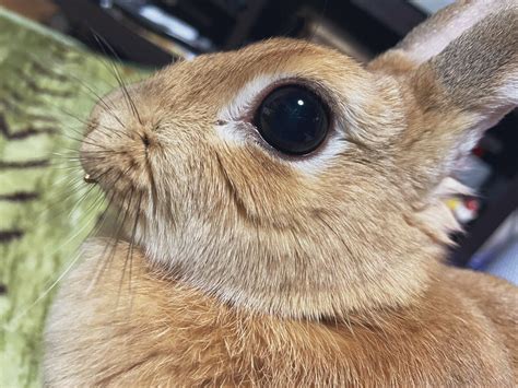 もこもこ（西村晴子）＆サビ猫チャコポン＆片目ハナ＆黒猫ケイ On Twitter Rt Shoji7 瓜さんいよいよ目が白く濁り始め