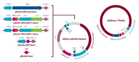 Adeasy Adenoviral Vector System Adenoviral 高蛋白表現病毒系統 威健股份有限公司