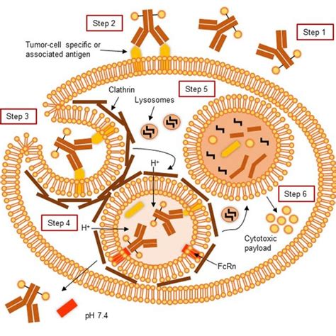 Mechanism Of Action Of ADCs Download Scientific Diagram