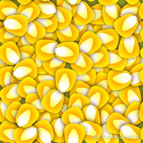 关于玉米籽粒的化学组成，你了解多少？ 知乎