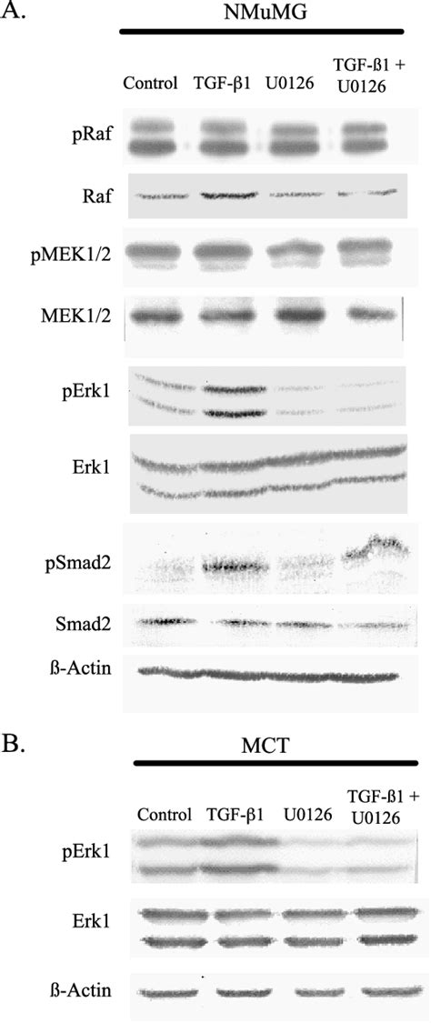 Figure 2 From Activation Of The Erk Pathway Is Required For TGF Beta1