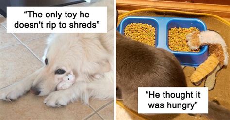 30 Adorable Photos Of Pets With Their Favorite Toys
