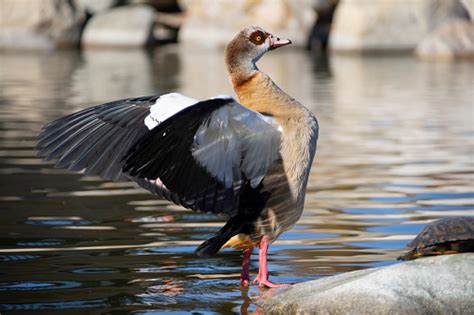 화창한 날에 열린 날개를 가진 호수에서 사랑스러운 이집트 거위의 클로즈업 샷 거위 새에 대한 스톡 사진 및 기타 이미지 거위 새 귀여운 깃털 Istock