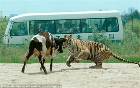 Lunch On The Run Shocking Moment Live Cow Is Fed To Five Hungry Tigers