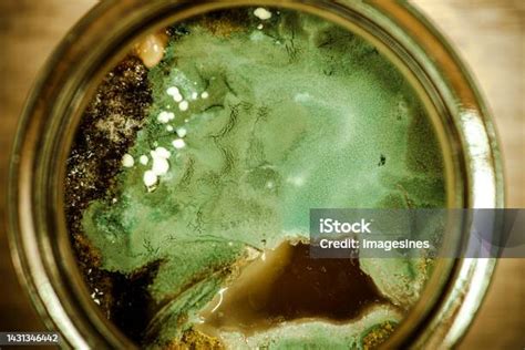 カビのコロニー栄養培地で生育したコロニー カビや真菌の質感微生物学微生物コロニーコロニーが成長したマクロ抽象背景 科学のストックフォトや