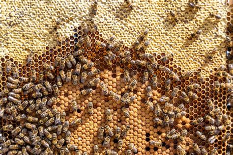 Abstract Hexagon Structure Is Honeycomb From Bee Hive Filled Stock Photo Image Of Apis Shape