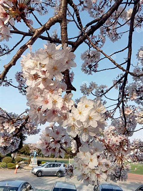 Beautiful Sakura In The Summer Stock Image Image Of Elegant