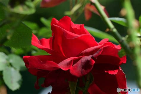 庭に咲いた赤いバラの花横から 23 216 By Makp70 （id：11826303） 写真共有サイトphotohito