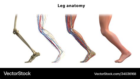 Leg Anatomy Bones Muscles Veins Royalty Free Vector Image