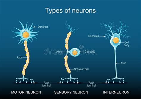 Different Types Of Neurons Neuron Structure Stock Illustration