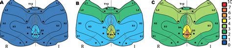 Sensory Mapping Of Pelvic Dermatomes In Women With Interstitial