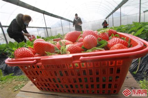 顺昌：“秀水草莓”上市 中国福建三农网