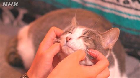 せかほし On Twitter おはようございます。 最近、もふもふ成分がたりていない、 せかほしスタッフ🐱です。 今日は、そんなスタッフ