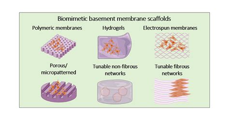Glomerular Basement Membrane Lm