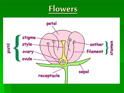 Plant Structure And Function Powerpoint Ppt Gardening Home And Garden
