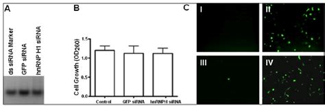 Analysis And Silencing Efficiency Of Generated Gfp Sirna Products A