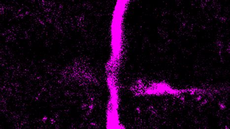 Max Planck Institute Of Molecular Cell Biology And Genetics Mpi Cbg Mpi Cbg