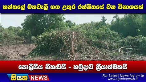 කන්තලේ මහවැලි ගග උතුර රක්ෂිතයේ වන විනාශයක් Siyatha News Youtube