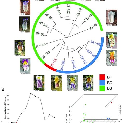 A Phylogenetic Tree B Cross Validation Error Rate Of Each K Value