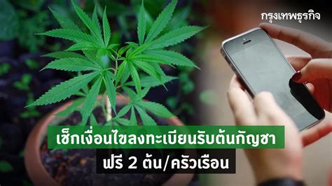 ปลดล็อกกัญชา แจกต้นกัญชา ฟรี เช็กเงื่อนไข เริ่มลงทะเบียน 16 มิย65