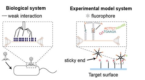 Physics Of Multivalent Surface Binding Using Dna