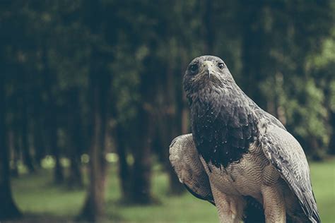 Birds On Behance