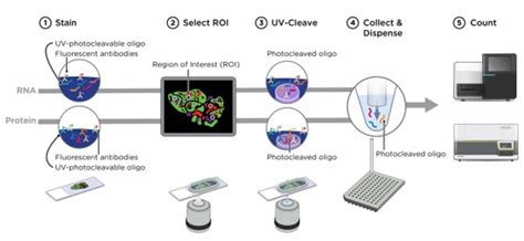 NanoString GeoMX Digital Spatial Profiling PicoImmune Co