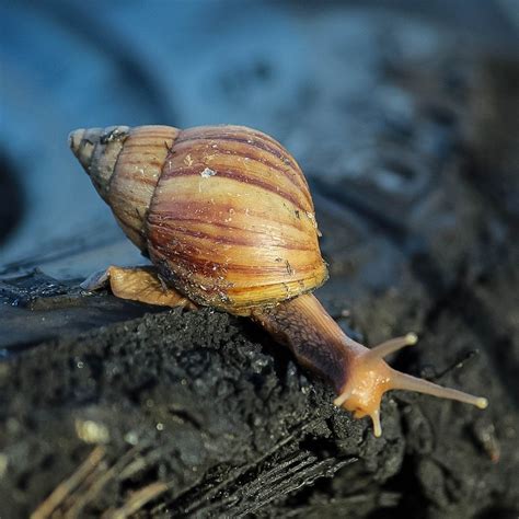 Snail Shell Mollusk Free Photo On Pixabay Pixabay