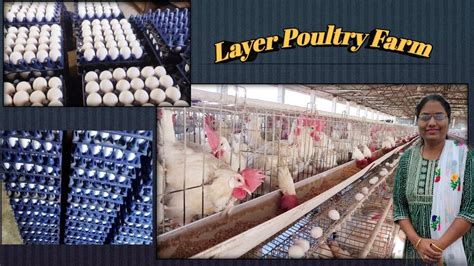 Layer Poultry Farm Video रोज 5000 अंडी देऊन नफा देणाऱ्या पक्षांचा