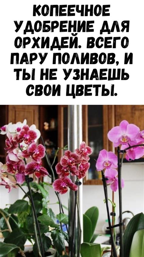Разное | Container gardening vegetables, Garden walkway, House plants