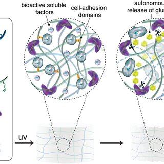 A SelfSustaining Hydrogels With Autonomous Supply Of Nutrients And