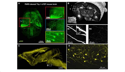 Brain Wide Distribution Of Thy 1 Neurons Imaged By Lsm Stp And Download Scientific Diagram