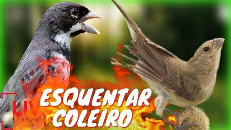 CANTO DE COLEIRO TUI TUI PIADO DE FÊMEA PARA ESQUENTAR COLEIRO E