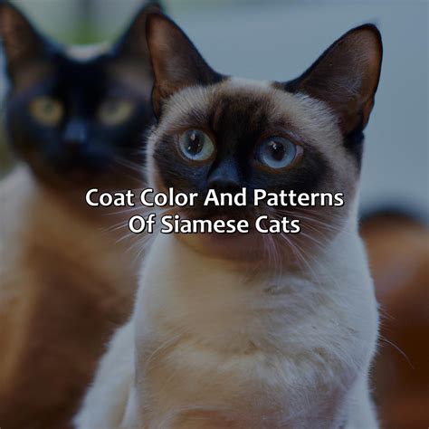 What Color Are Siamese Cats