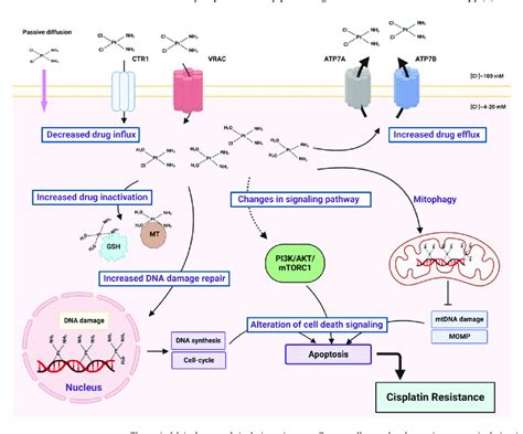 Main Factors Of Cisplatin Resistance Cancer Cells Can Develop