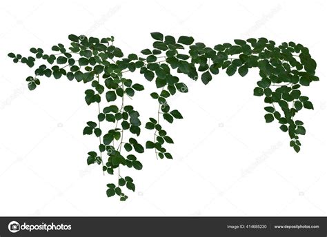 Vine Jungle Branches Hanging Climber Isolated White Background Clipping