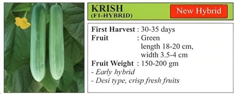 Vnr Krish Cucumber Hybrid Seeds 10 Gm Cultree India