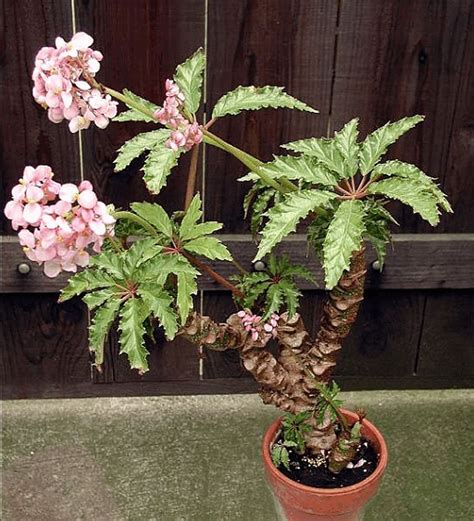 Begonia Carolineifolia Begonia Planting Flowers House Plants