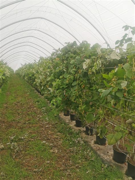 Gospodarstwo Rolne Adam Leszczyński