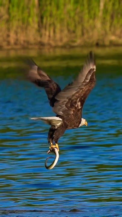 Eagle Flying Hunting🥵 Fish🐬 In Sea🌊 Youtubeshorts Eagle Hunting