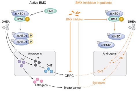 Targeting Bmx Regulation Of Androgen Biosynthesis May Circumvent