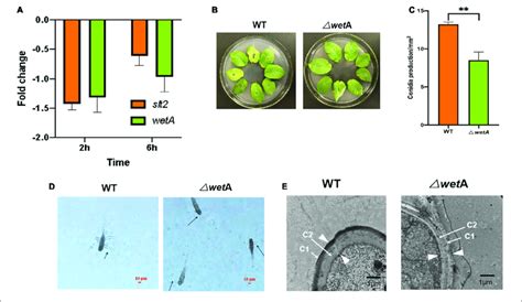 Weta Is Key Conidia Related Gene In A Solani A Transcriptional