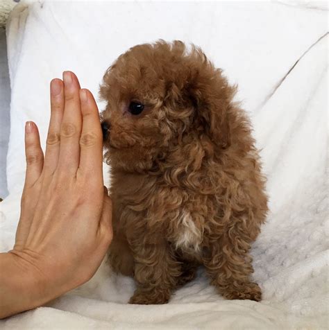 Маленьких мальтипу 31 фото картинки Sobakovod Club