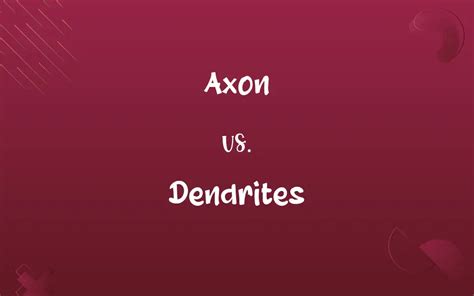 Axon Vs Dendrites Know The Difference