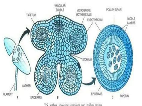 Microsporangium Pptx