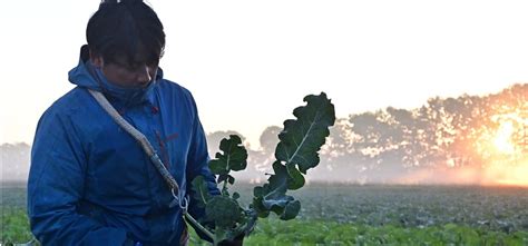 目指している農業 Ambitious Farm株式会社