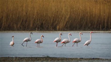 Neobičan Prizor Tokom Zime Flamingosi Na Jezeru Van U Turskoj