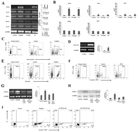 Cisplatin Induces Apoptosis In Pkcδ Silenced B16f10 Cells By Tnfα