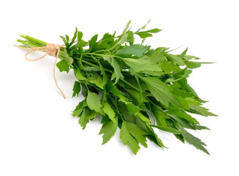 Lovage Images – Browse 2,727 Stock Photos, Vectors, and Video | Adobe Stock